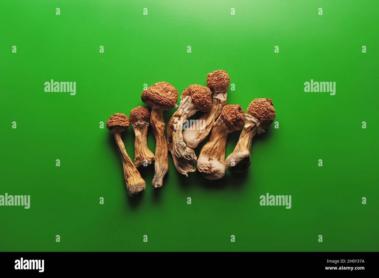Magic mushrooms lab hi-res stock photography and images - Alamy