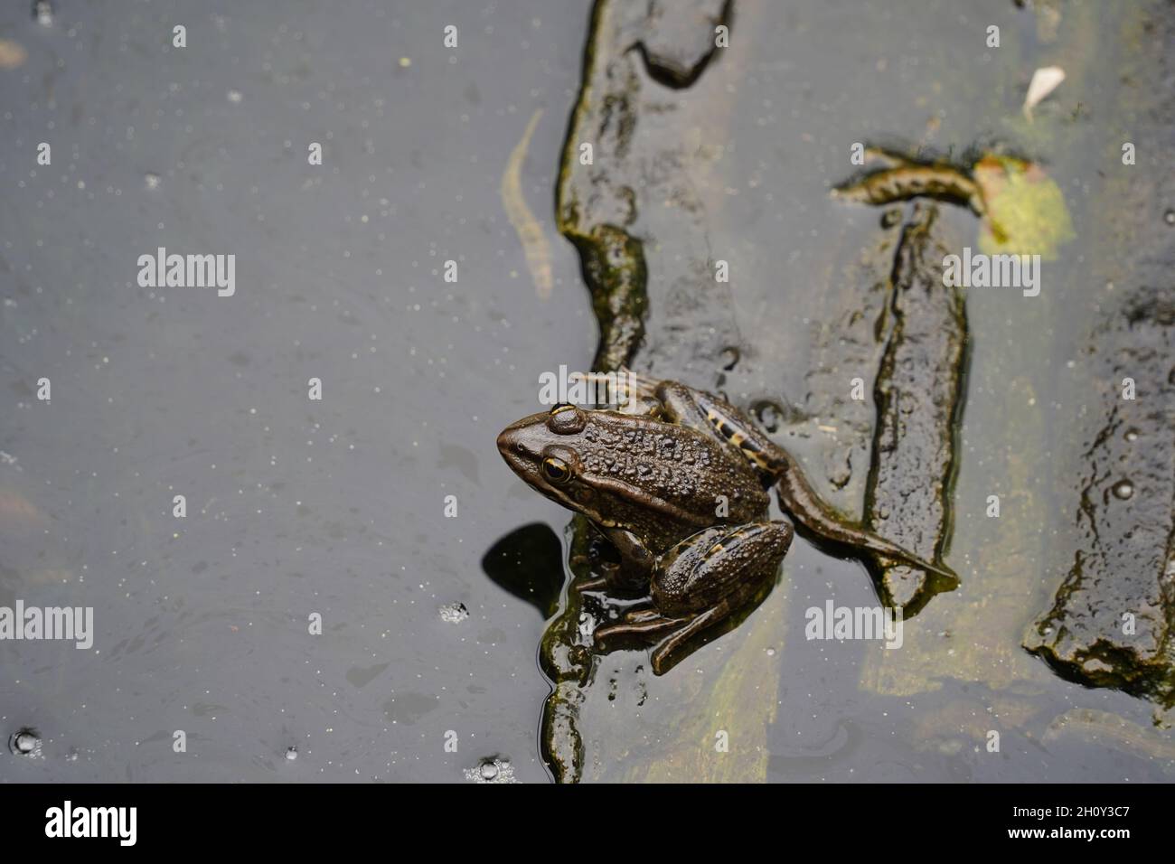 Tailed frog in a muddy pond Stock Photo - Alamy