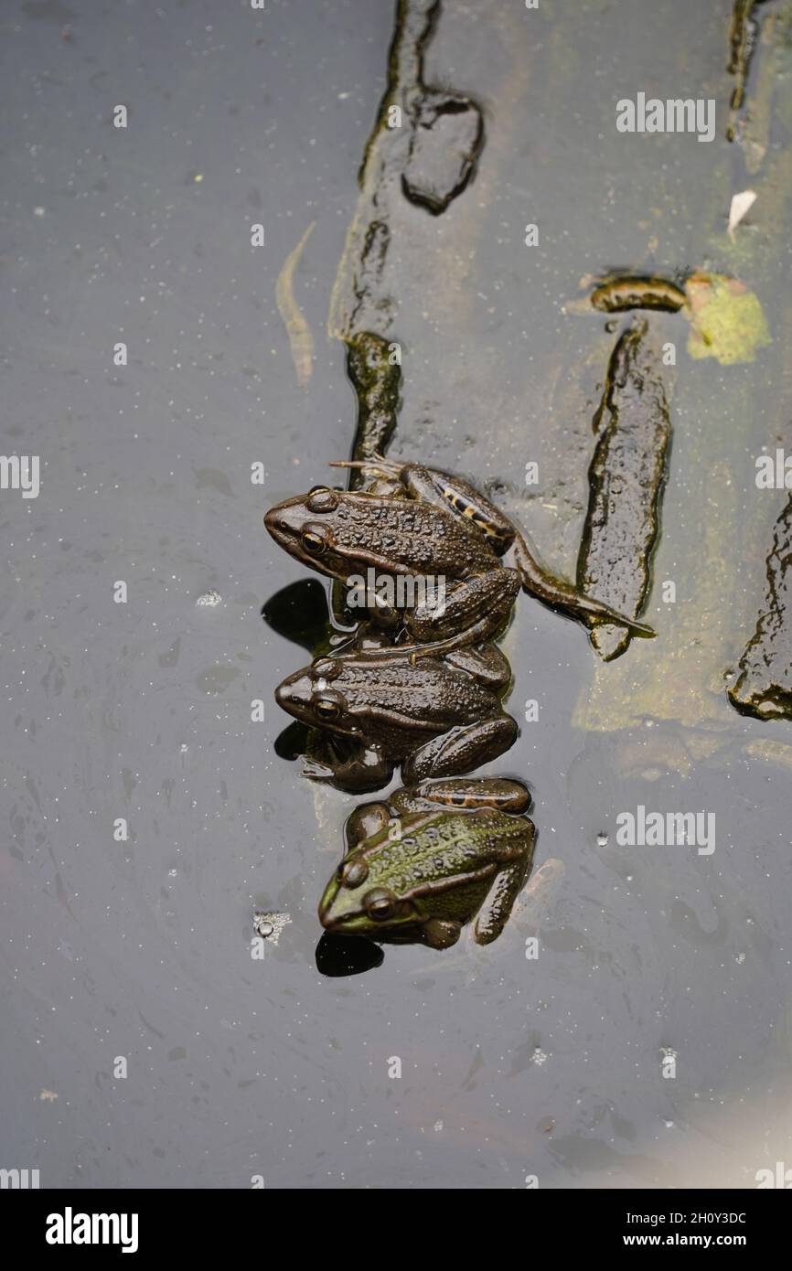 Frogs in muddy water hi-res stock photography and images - Alamy