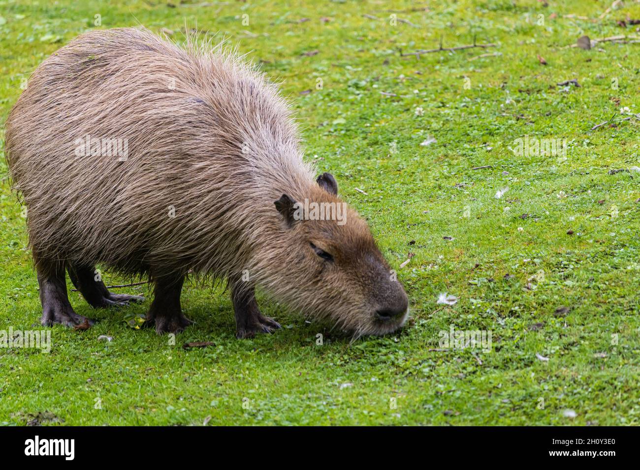 Closeup shot of a Capybara eating green grass Stock Photo - Alamy