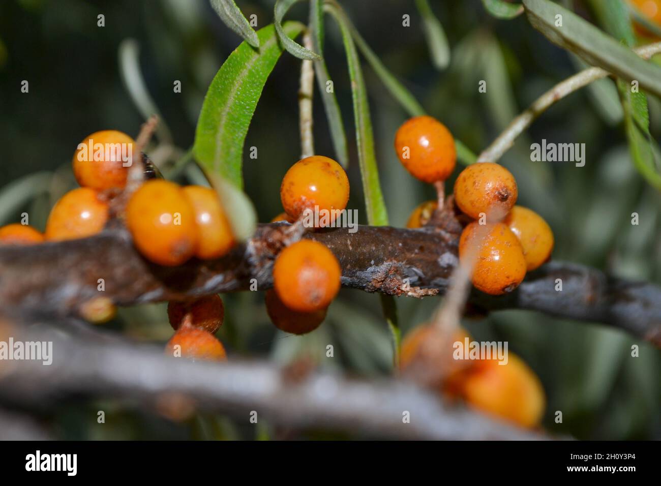 Sea Buckthorn berries on a branch Stock Photo - Alamy