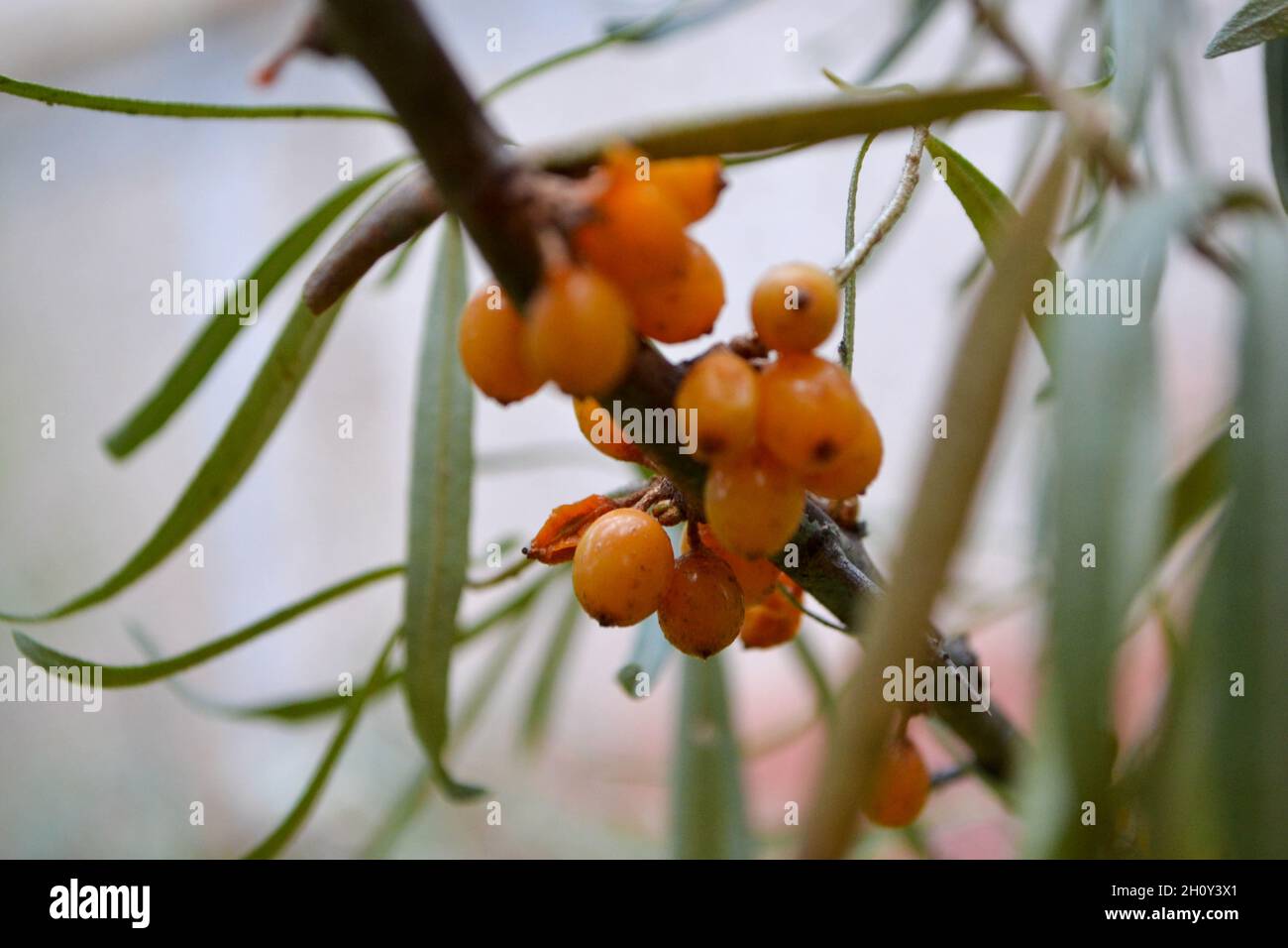 Sea Buckthorn berries on a branch Stock Photo - Alamy