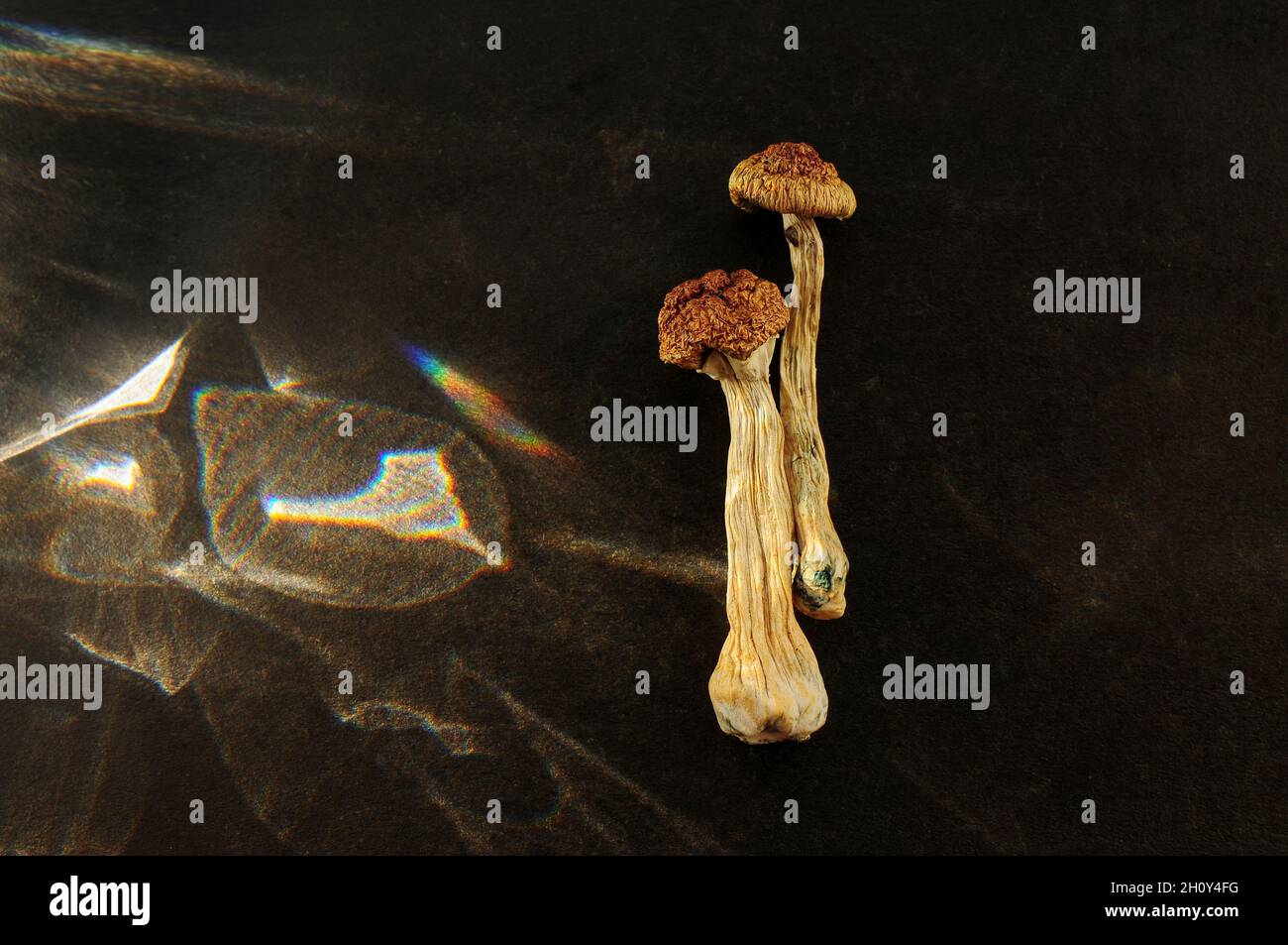 Microdosing concept. Dry psilocybin mushrooms on black background ...