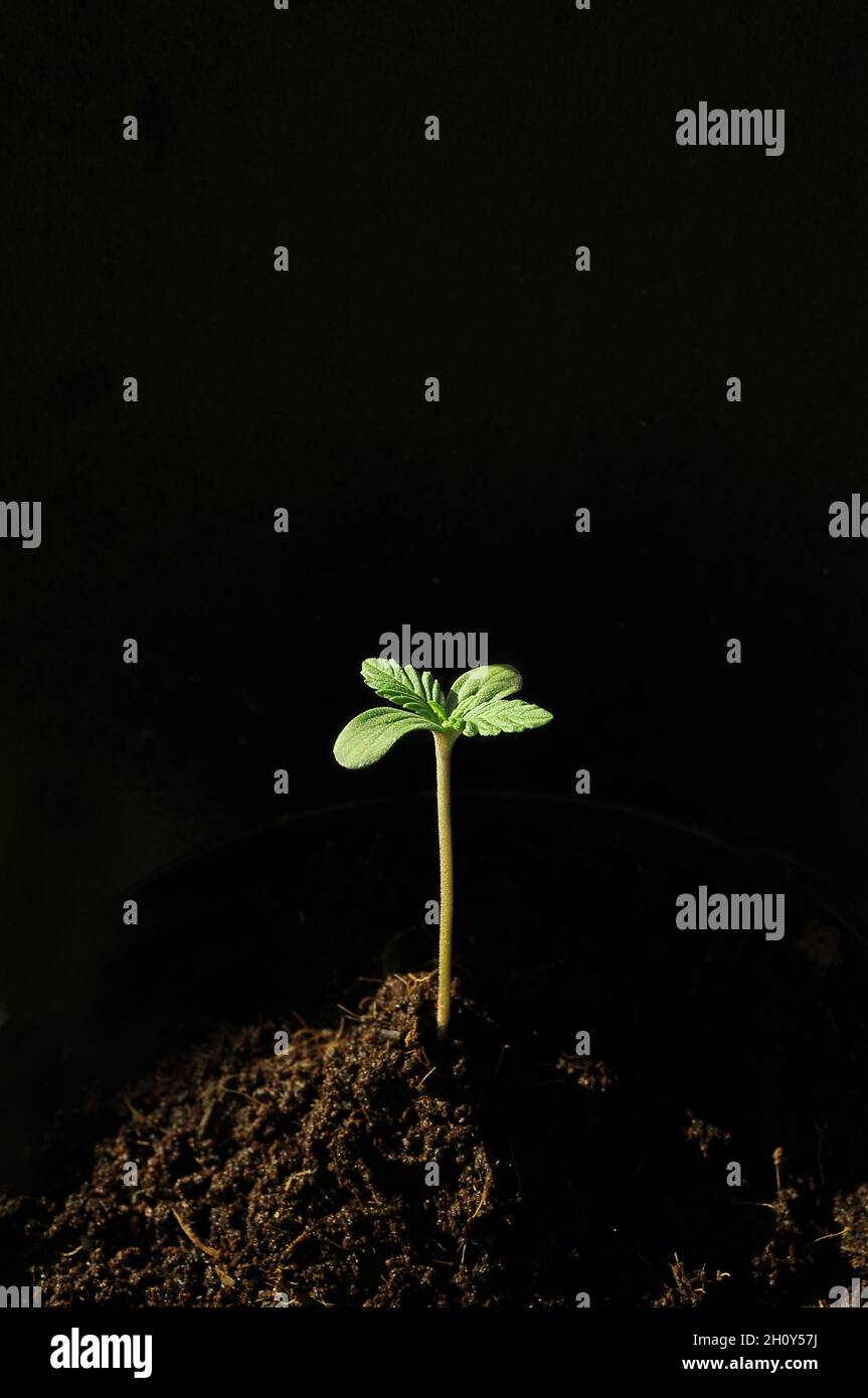 Cannabis sprout close-up isolated in soil background. Fresh young ...