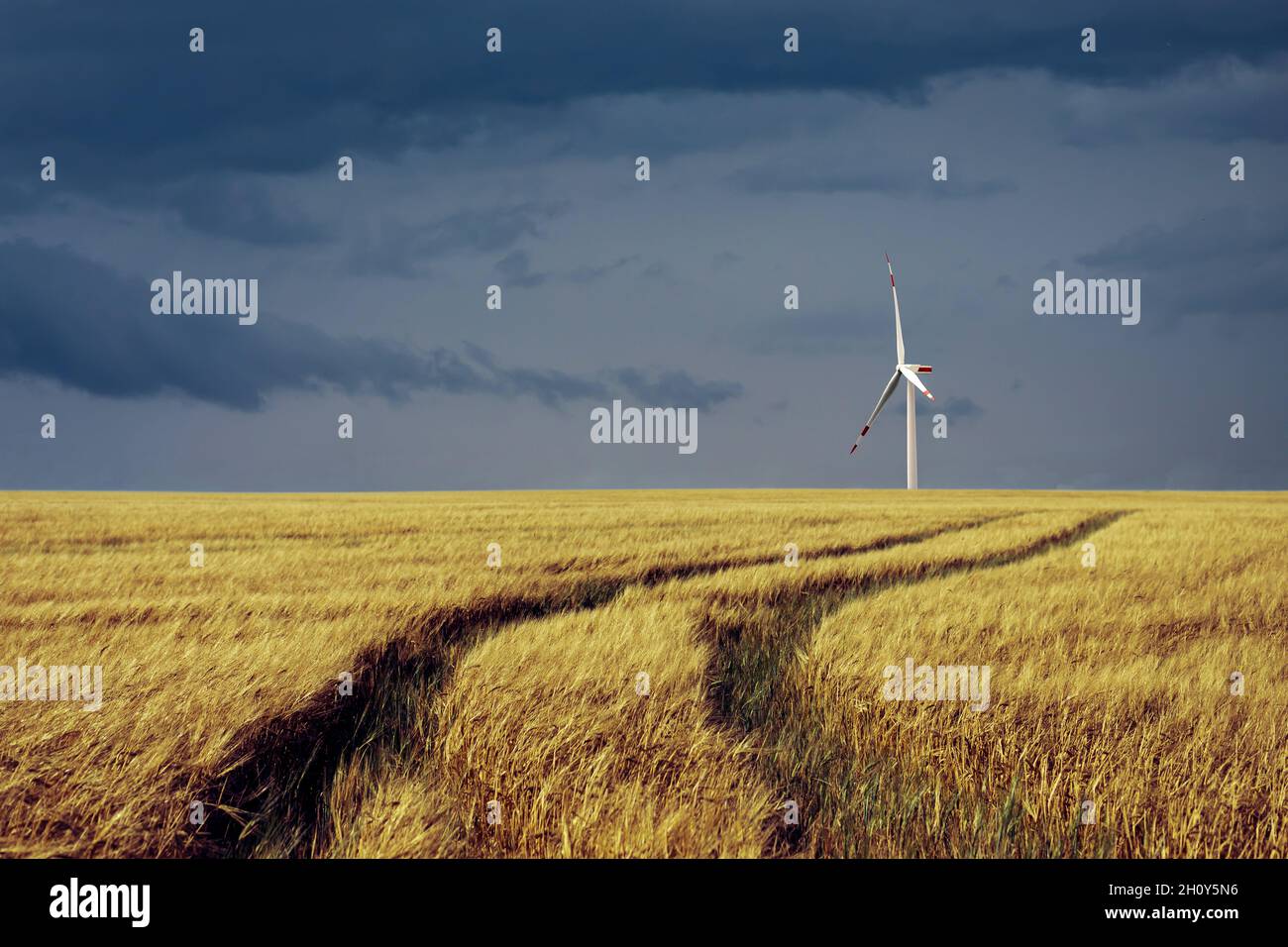 Landscape view of the wind turbine park and a cornfield in front Stock ...