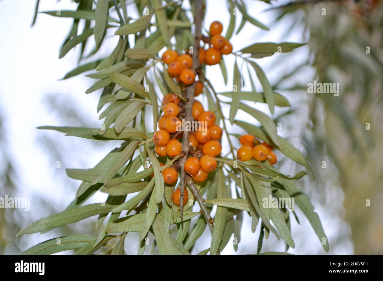 Sea Buckthorn berries on a branch Stock Photo - Alamy