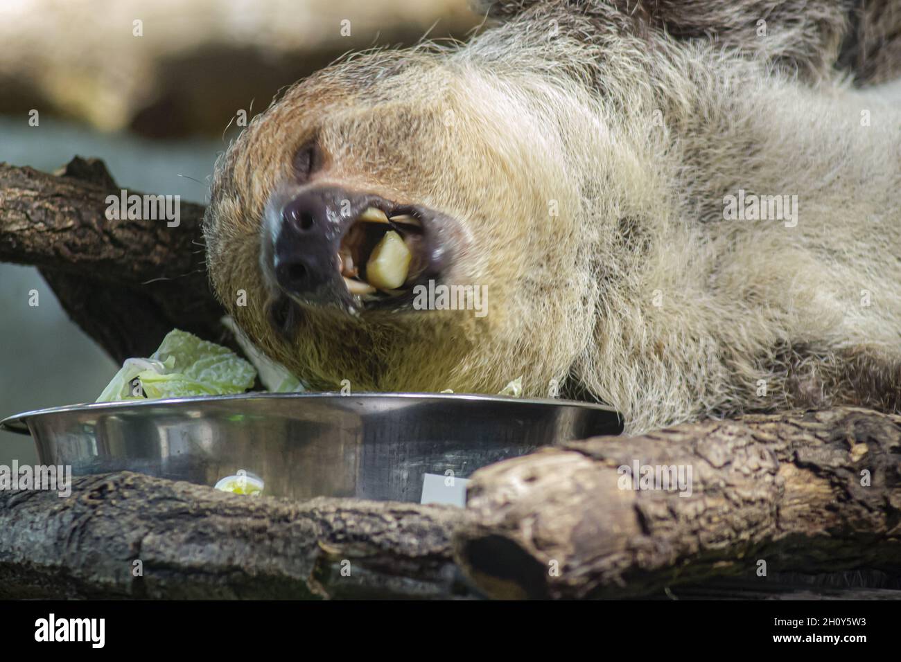 Sloth Eating Fruit