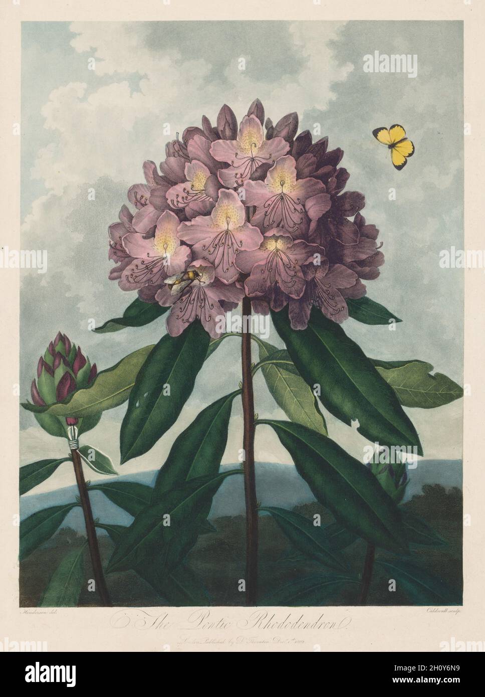 The Temple of Flora, or Garden of Nature: The Pontic Rhododendron, 1799 ...