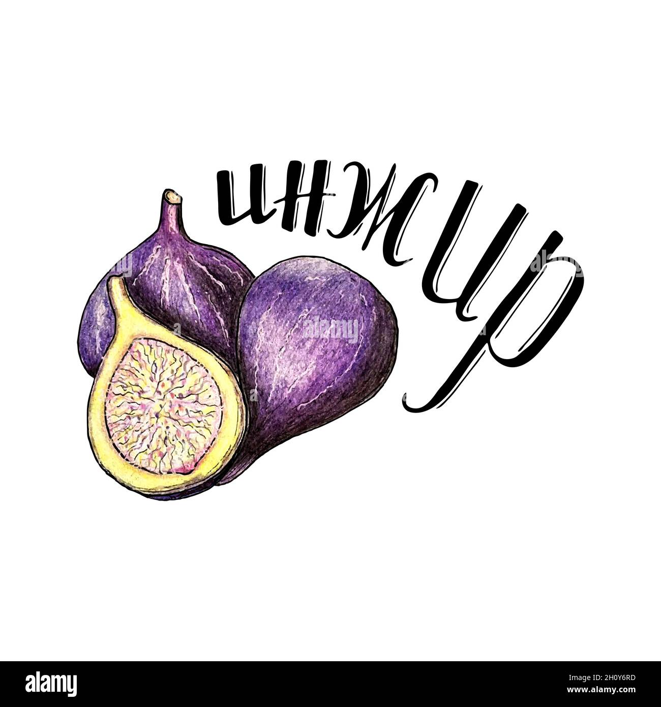 Figs pencil hand drawing, isolated, white background. Vector ...