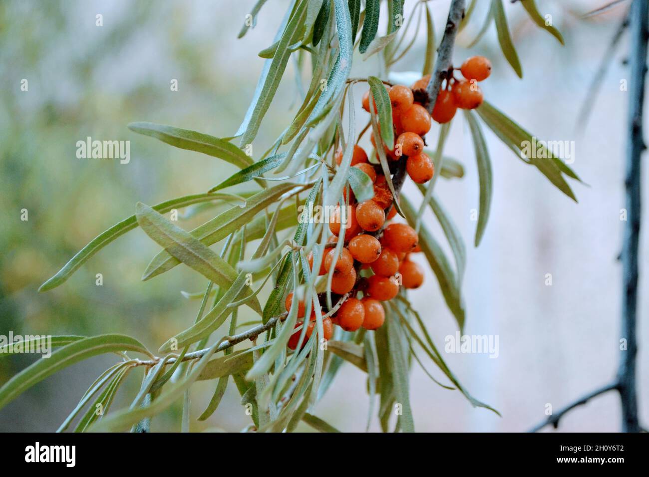 Sea Buckthorn berries on a branch Stock Photo - Alamy
