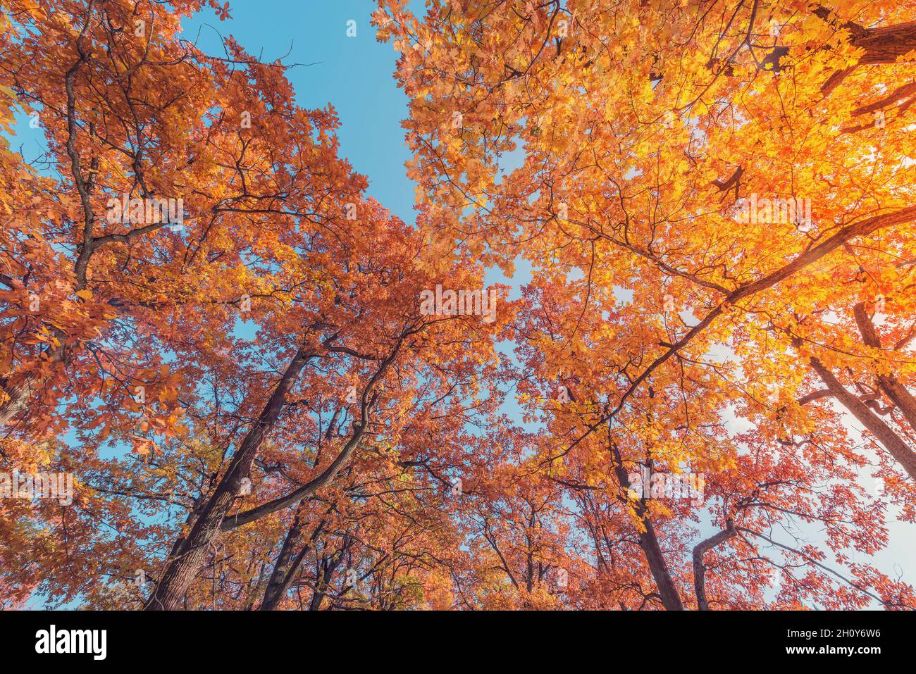 Oak tree branches at autumn morning time Stock Photo - Alamy