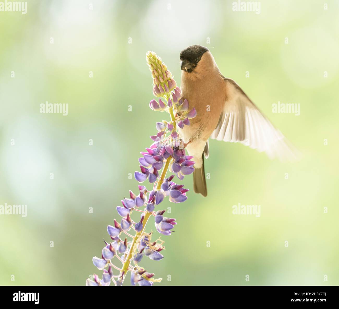 Flying male bullfinch hi-res stock photography and images - Alamy