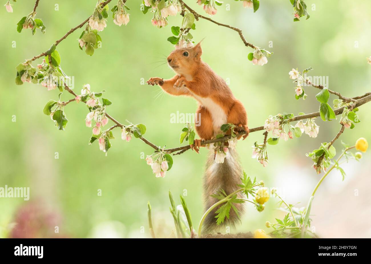 red squirrel is reaching out from apple blossom branches Stock Photo ...