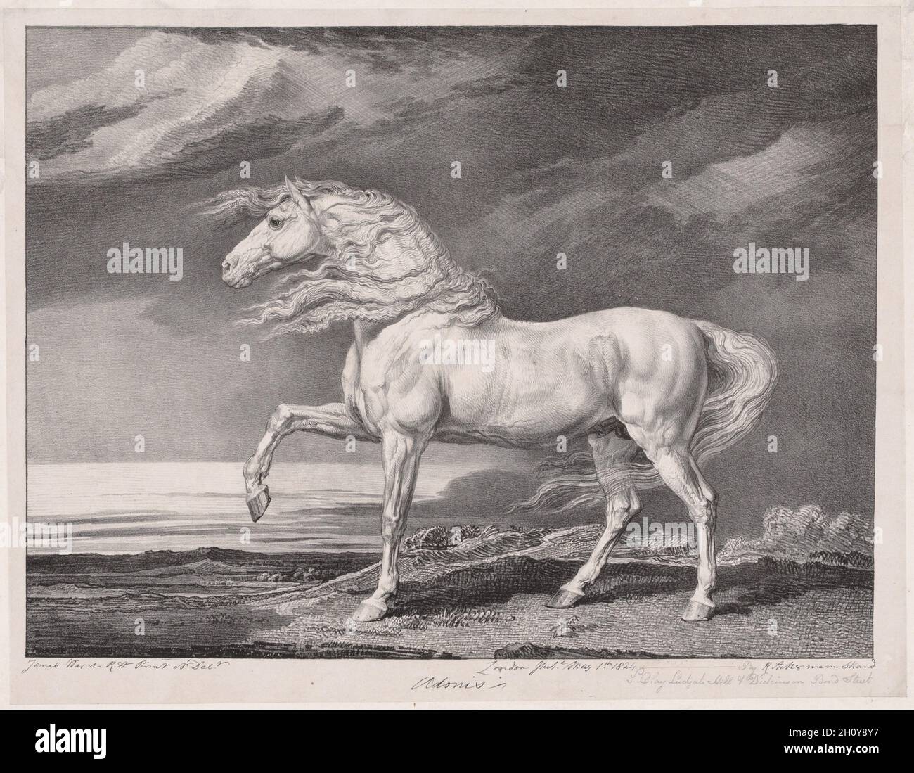 Fourteen Celebrated Horses: Adonis, 1824. James Ward (British, 1769 ...