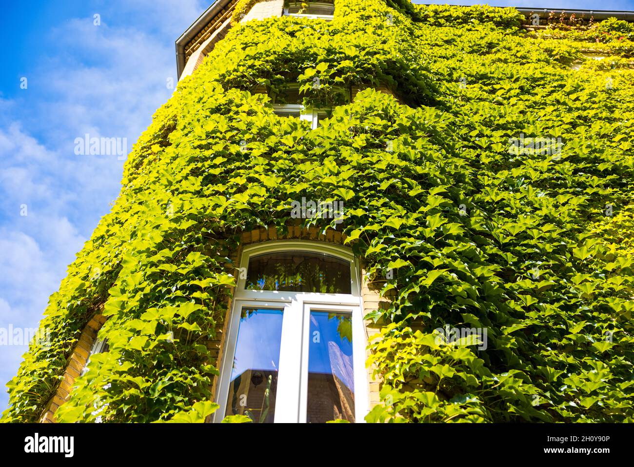 Building with green leaves on it under the sky Stock Photo - Alamy