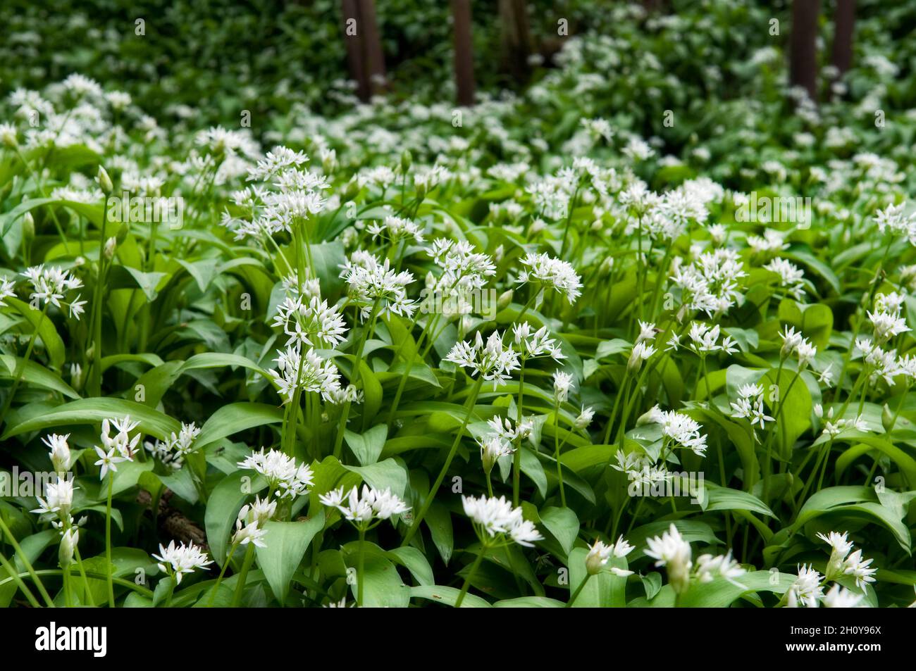 Wild garlic woods in Somerset. Wild garlic is also known by many other ...