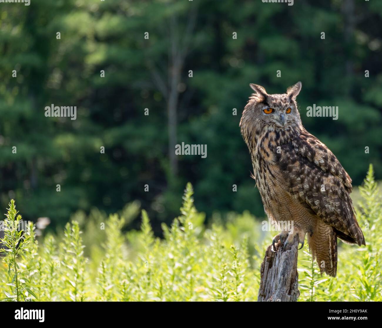 Long-eared owl perched on a dry branch in the forest Stock Photo - Alamy