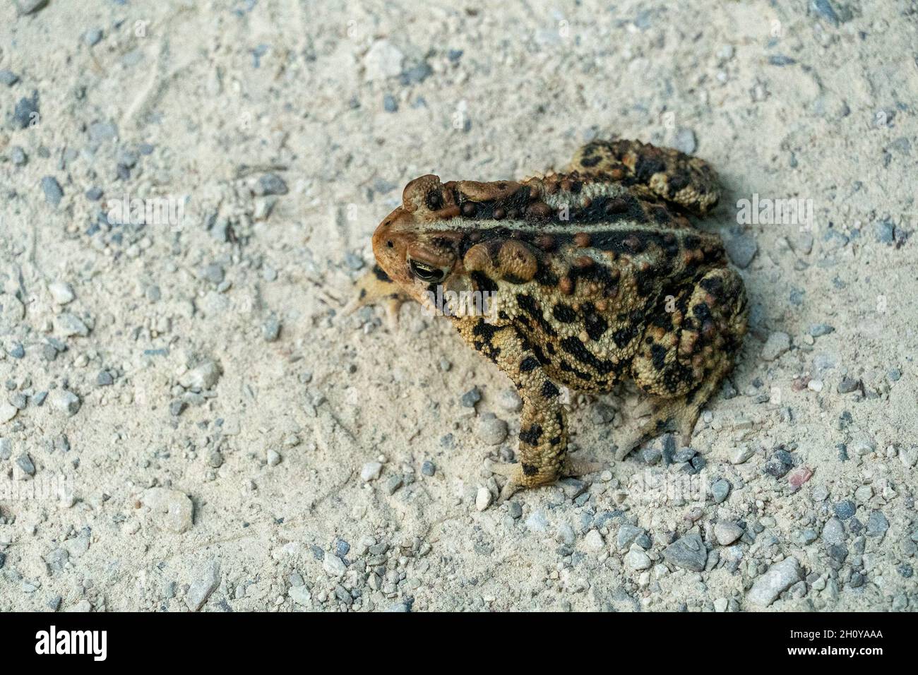 A frog with a beautiful pattern on its back jumps over a dirt road in ...