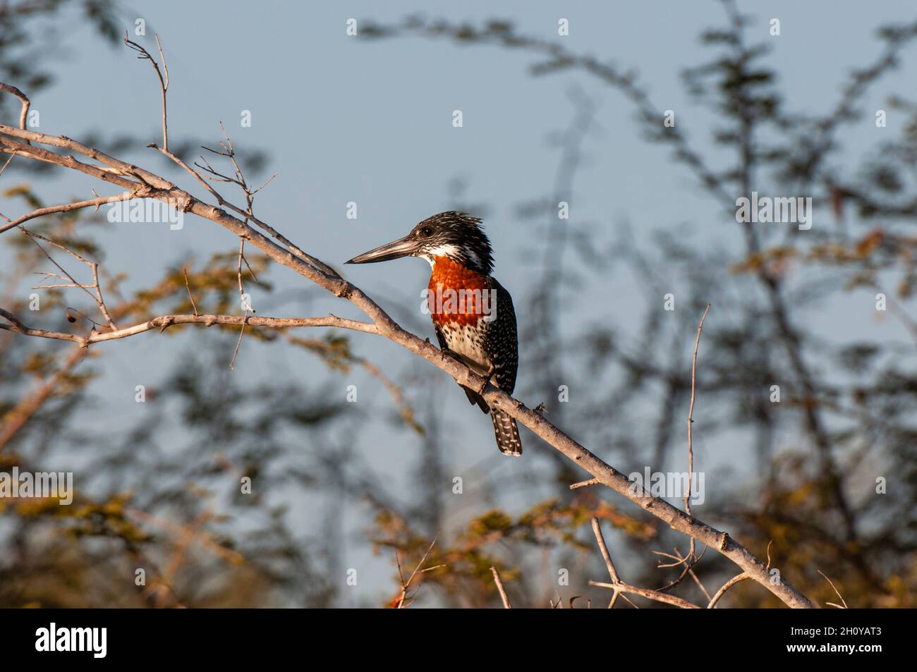 A giant kingfisher, Megaceryle maximus, perched on a tree branch. Chobe ...
