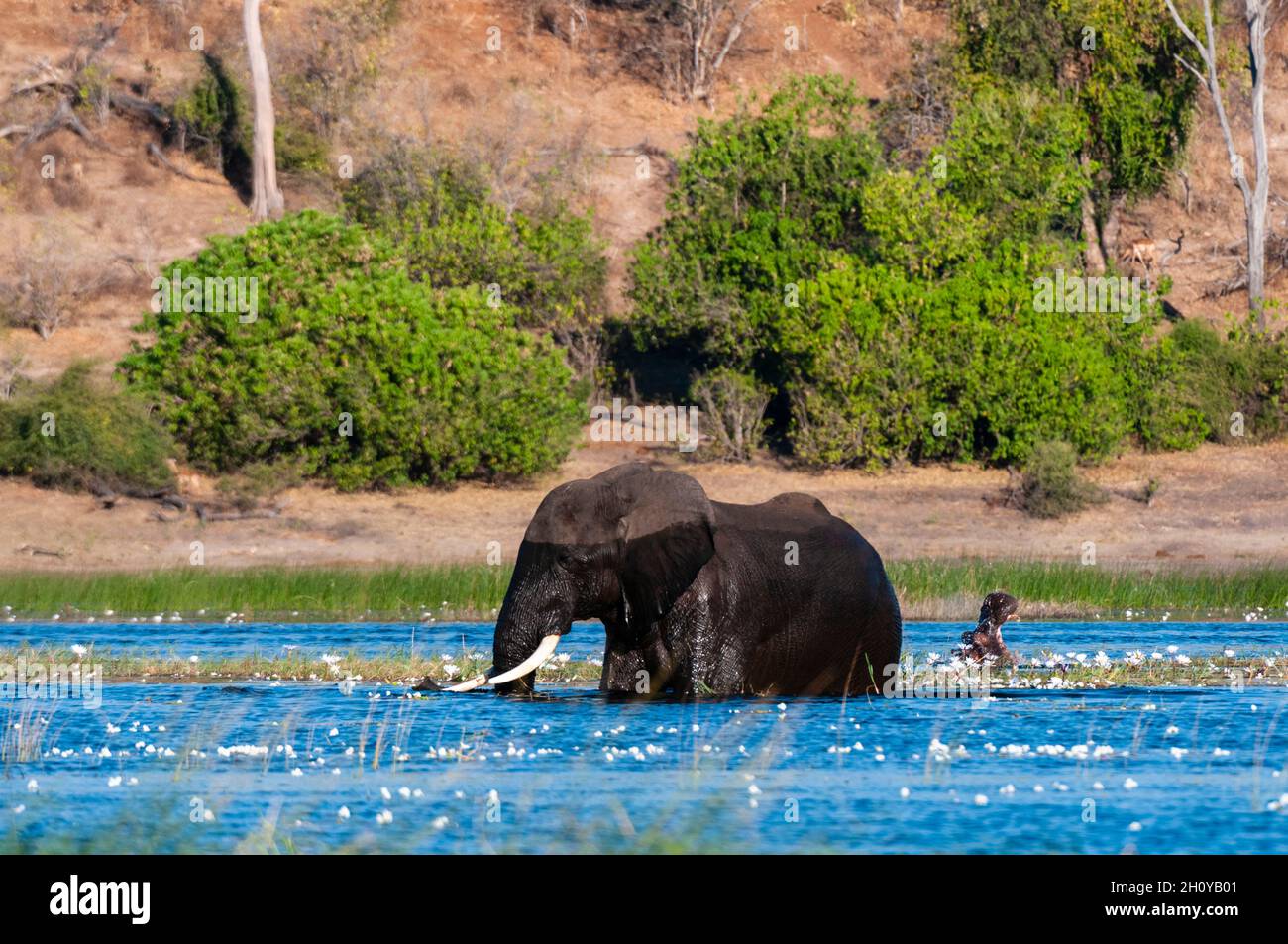 An African elephant crossing the Chobe River near a hippopotamus. Chobe ...
