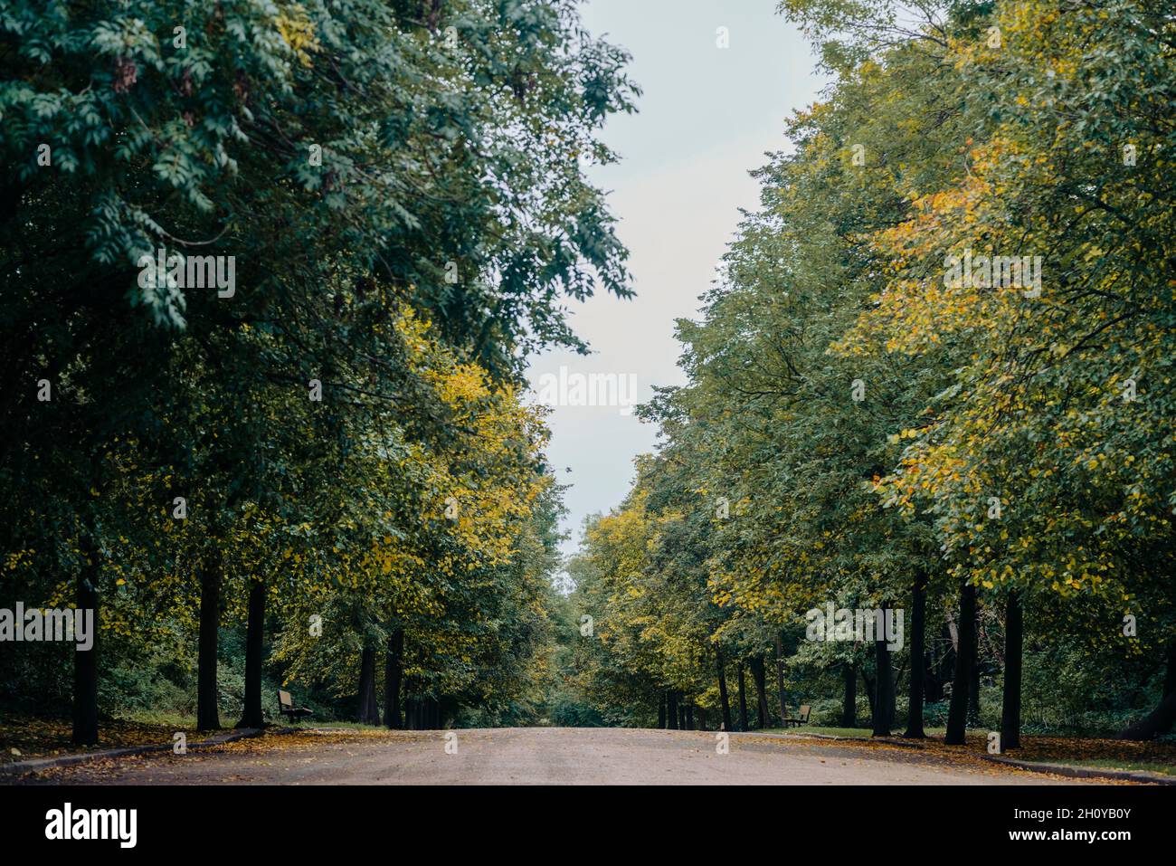 Avenue of autumnal trees leading to Alexandra Palace, Alexandra Palace ...