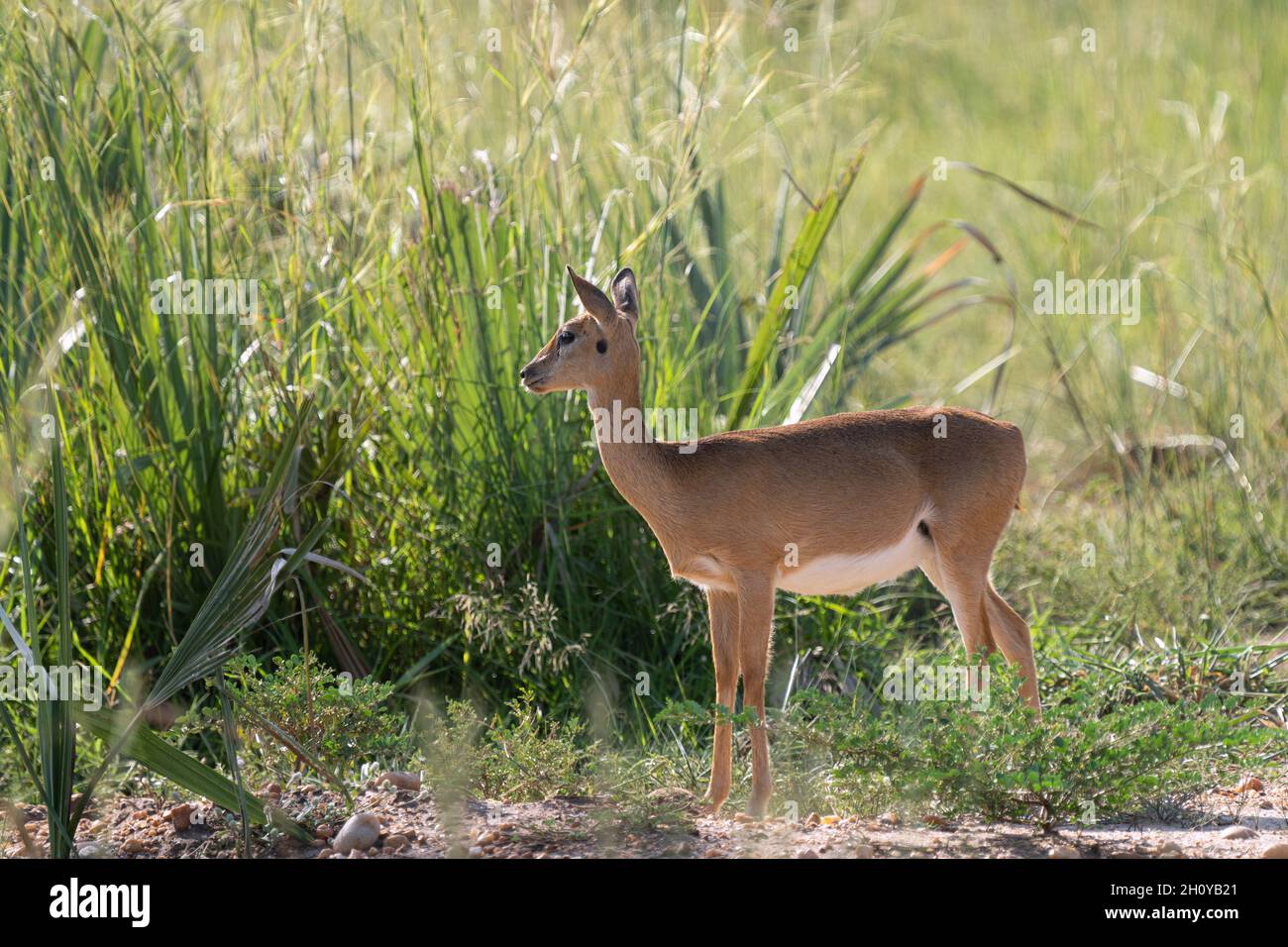 Cute small Oribi in savannah Stock Photo - Alamy