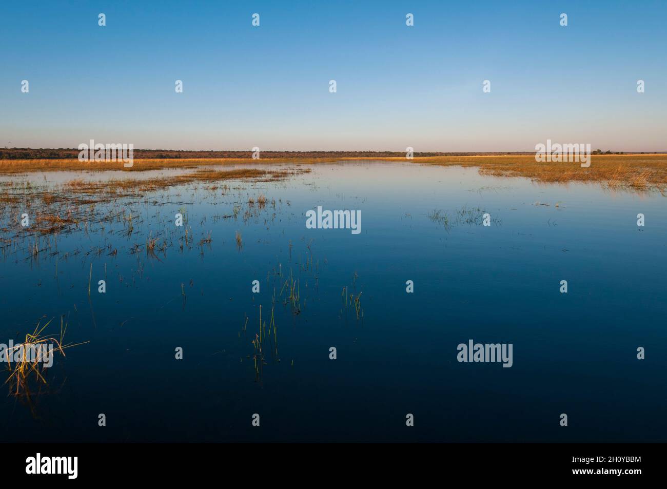 A scenic view of the Chobe River and partially submerged grasses. Chobe ...