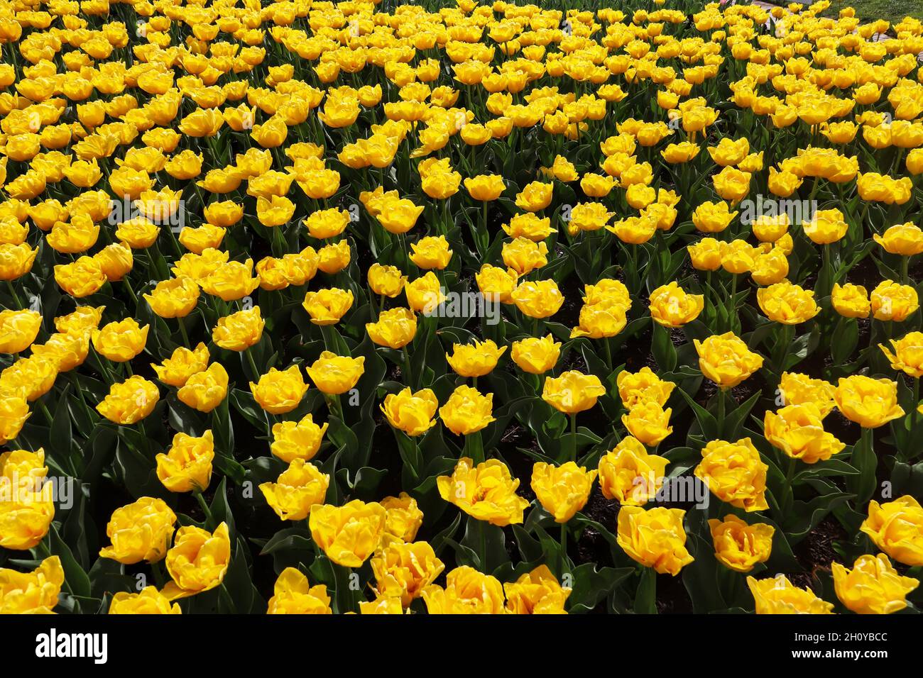 Scenic shot of yellow tulip flowers growing in the Natural Tulip Garden ...