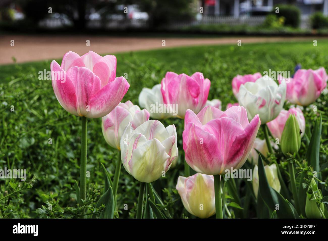 Scenic shot of colorful tulip flowers growing in the Natural Tulip ...
