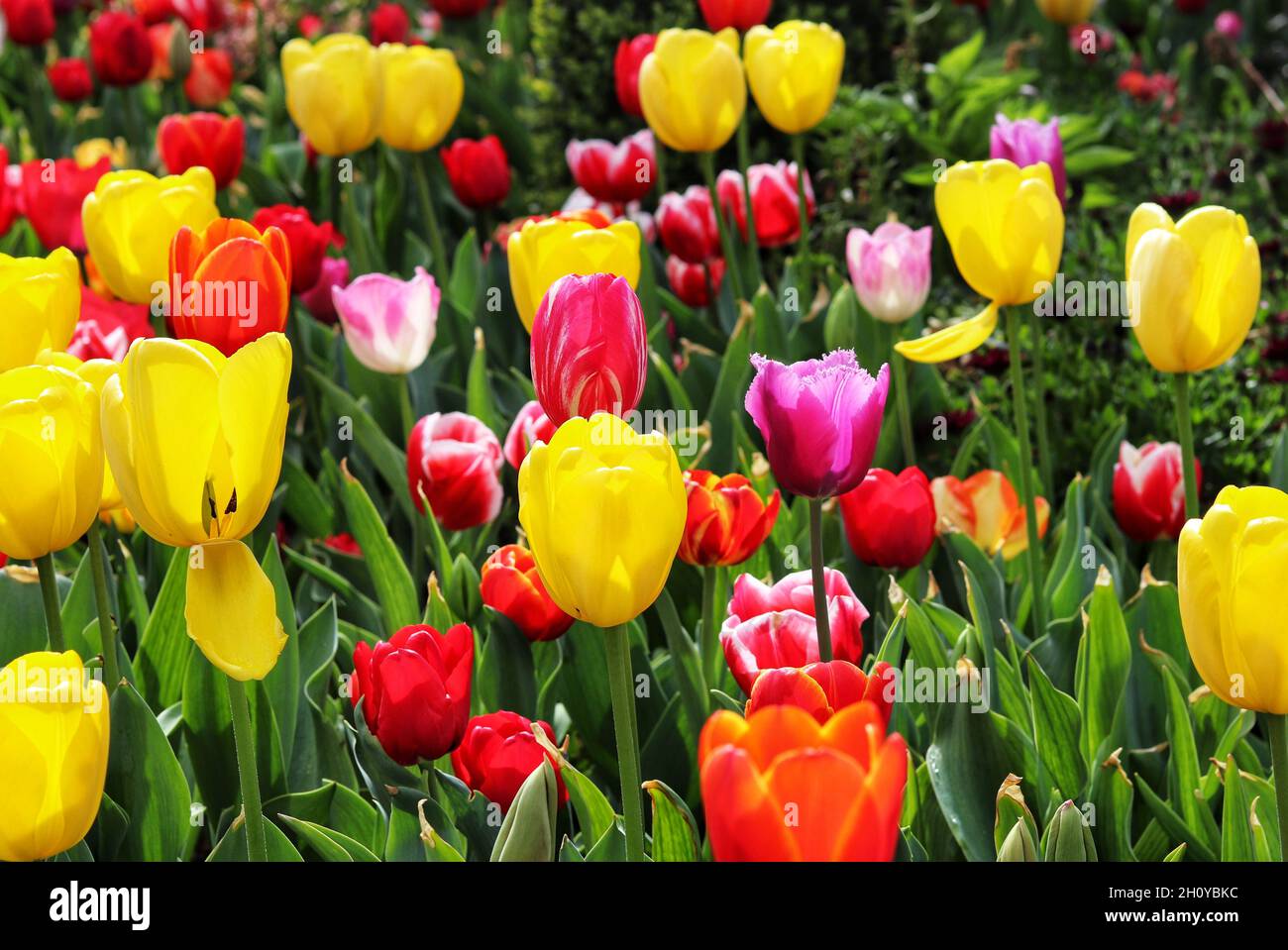 Scenic shot of colorful tulip flowers growing in the Natural Tulip ...