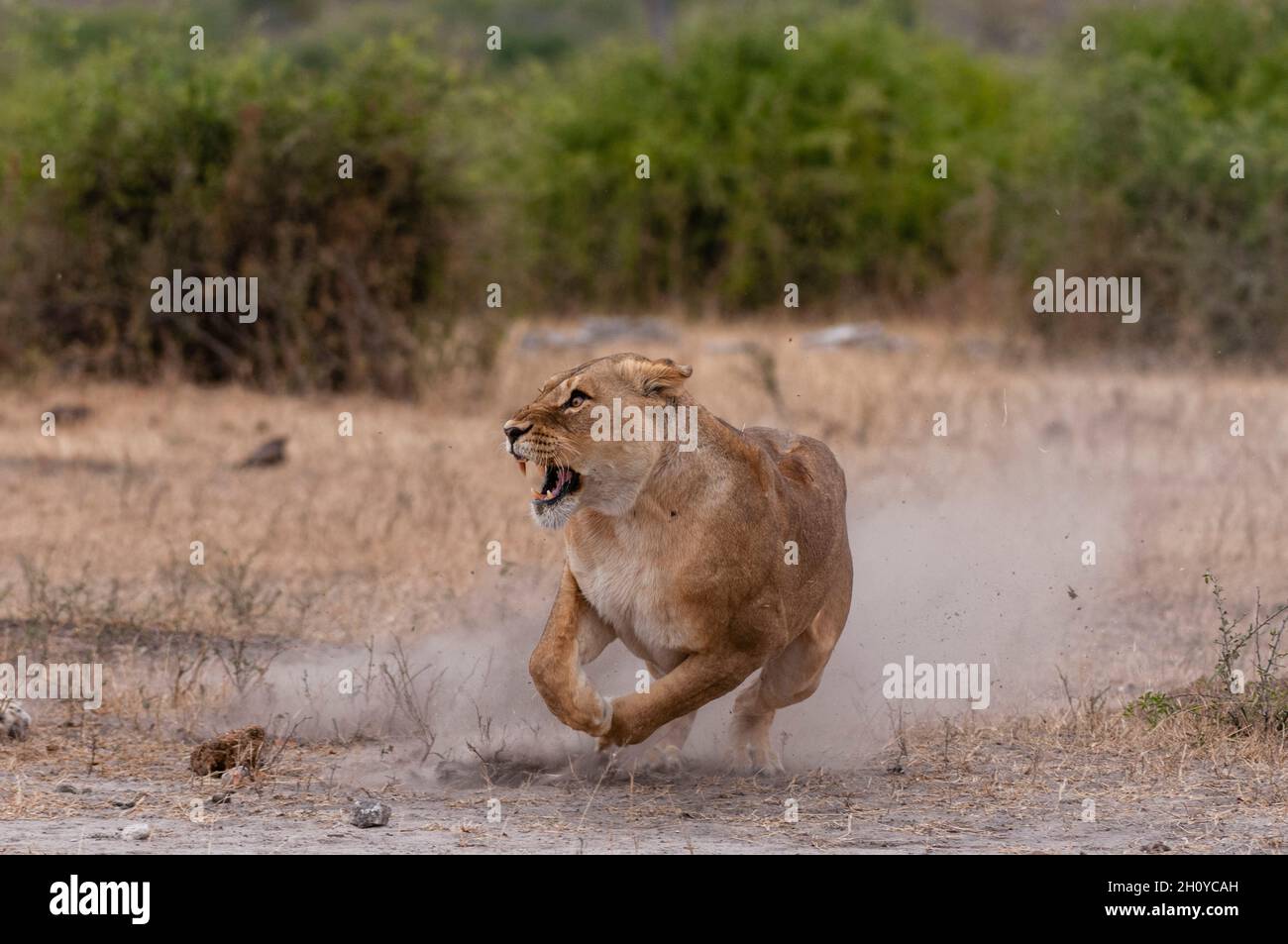 Running Lioness