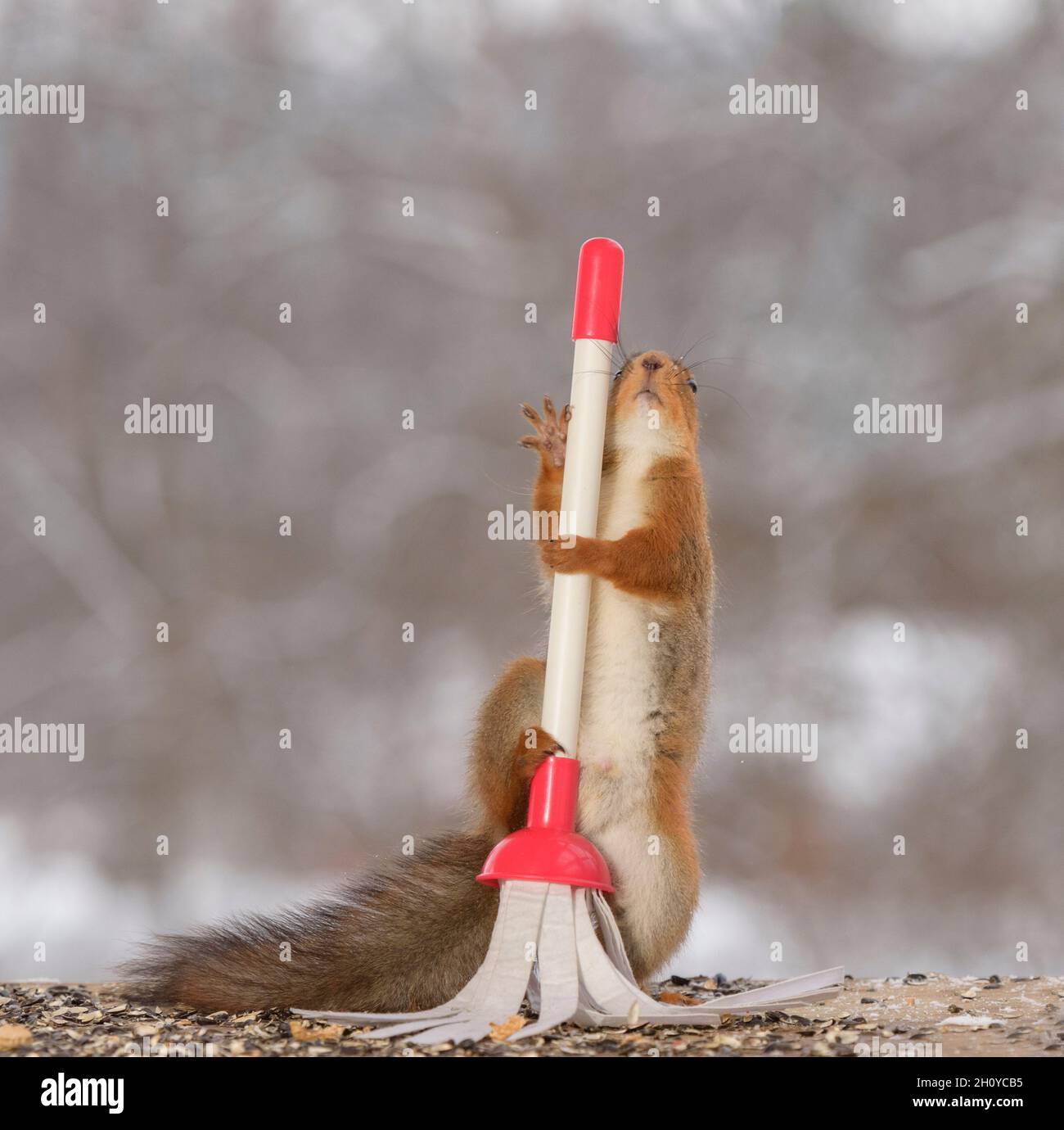Red squirrel is holding a broom Stock Photo - Alamy