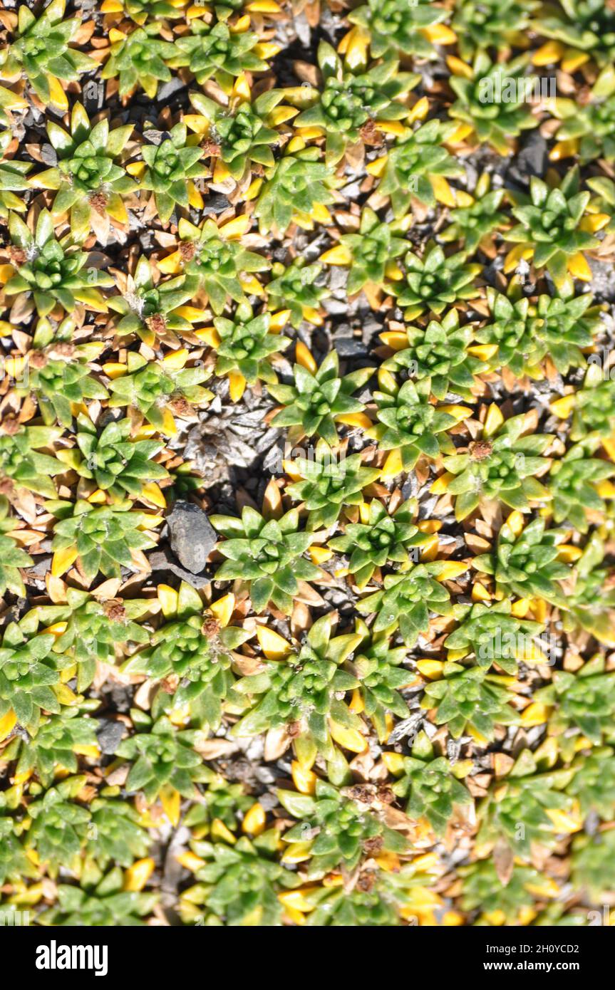 Beautiful macro view of water plants Stock Photo - Alamy