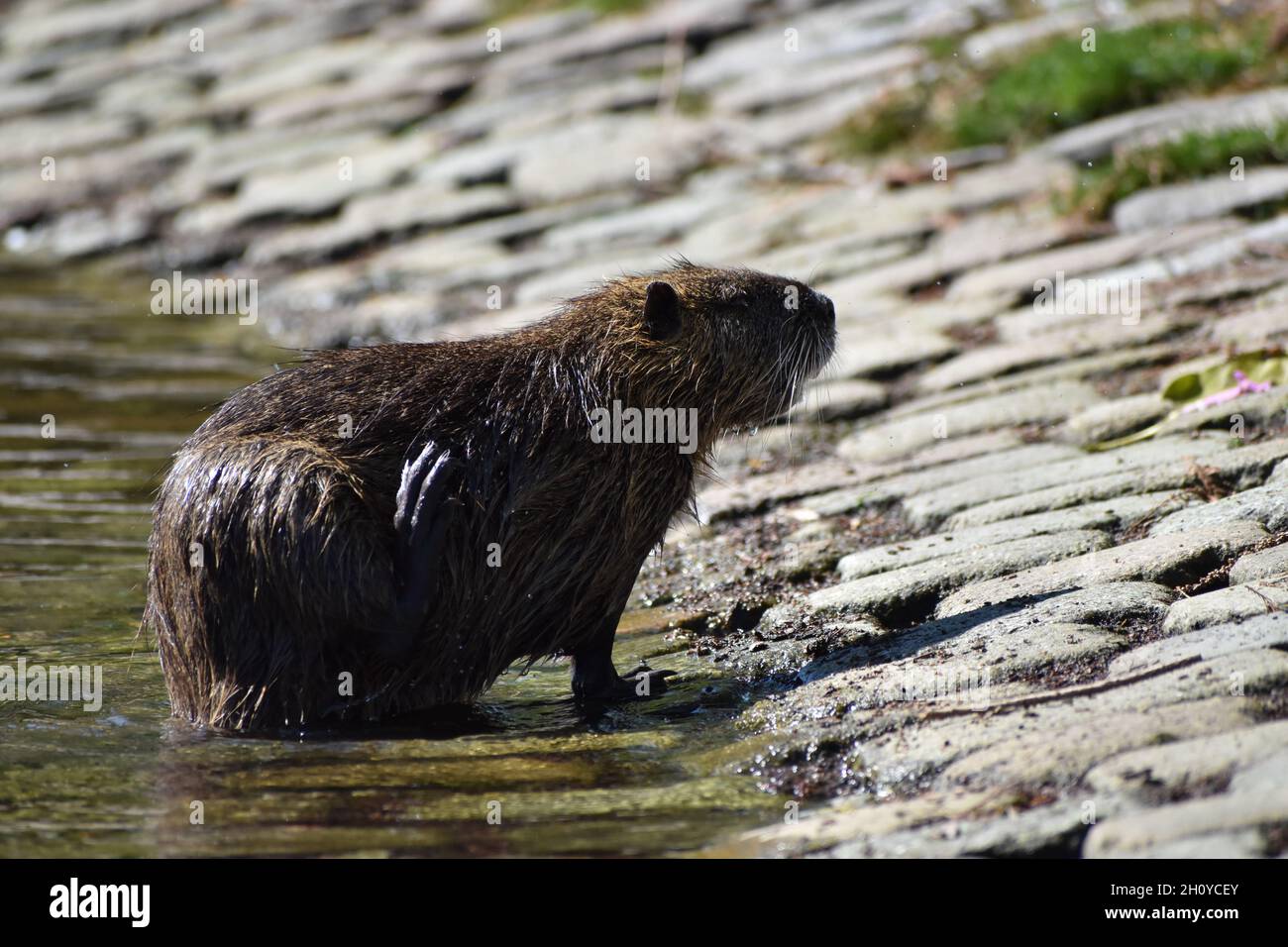 Cute nutria coming out of the lake Stock Photo - Alamy