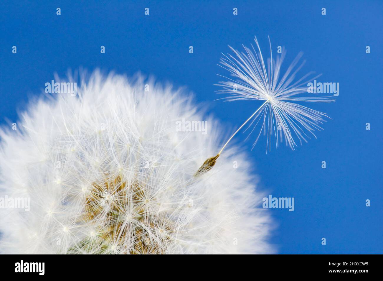 Individual Dandelion Seed