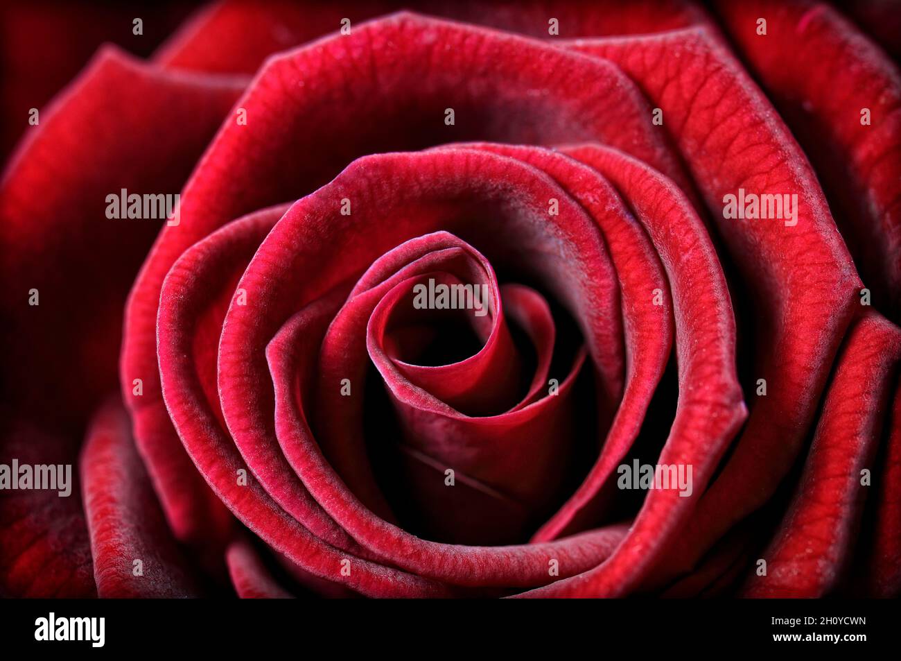Opening red rose flower hi-res stock photography and images - Alamy