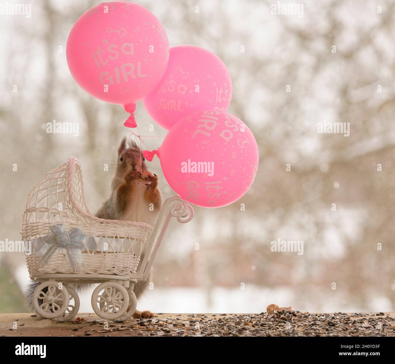 red squirrel is sitting in an stroller with balloons Stock Photo - Alamy