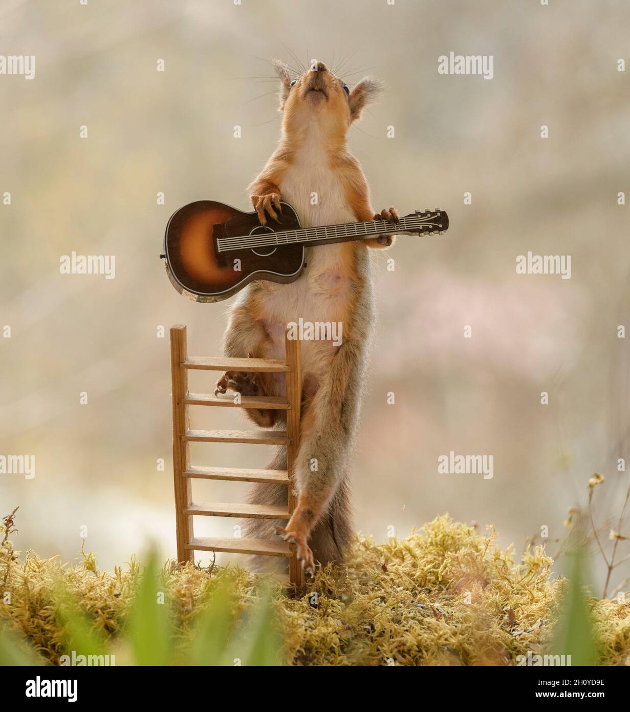 red squirrel is holding a guitar from stairs looking up Stock Photo - Alamy