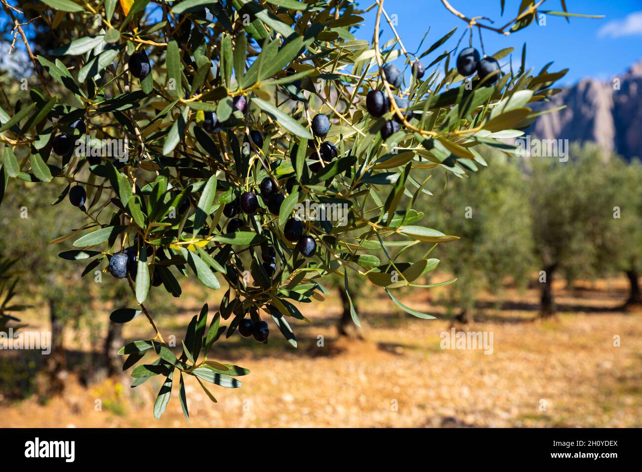 Olive tree branches on sky background Stock Photo - Alamy