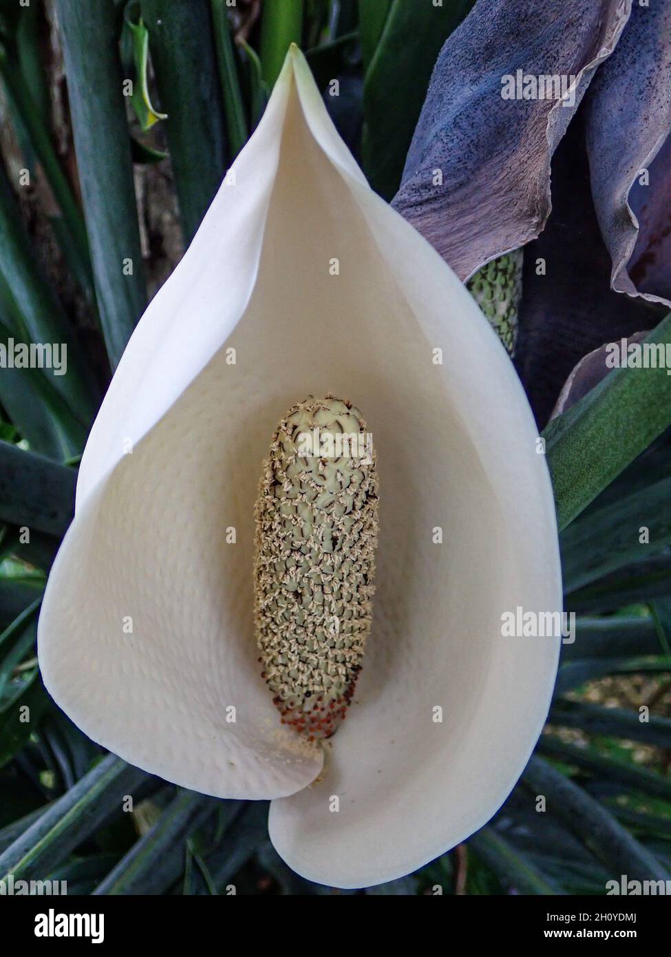 Vertical shot of a white Araceae flower for wallpaper and background ...