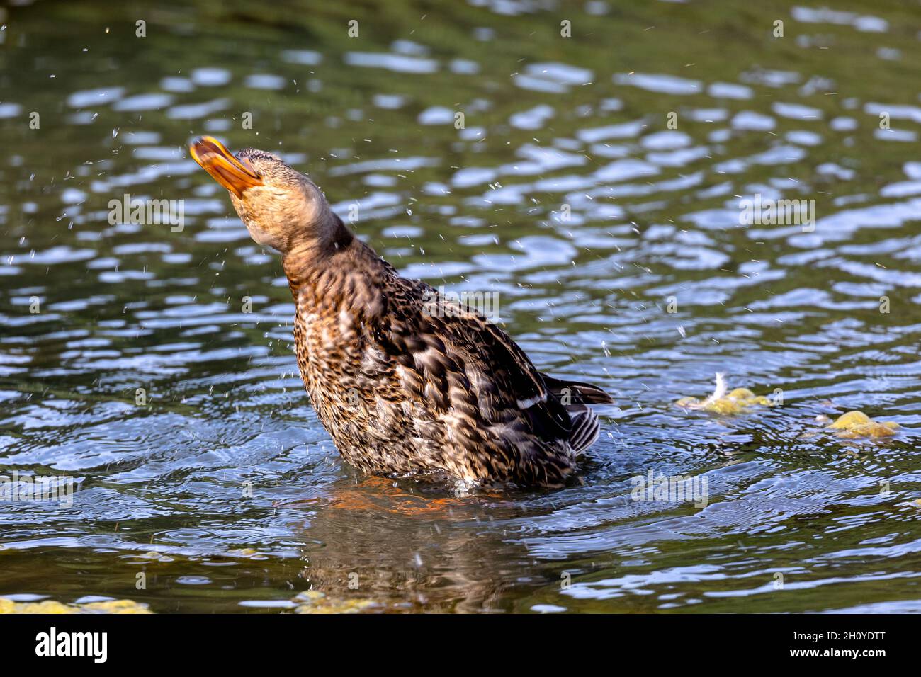 Twisting ducks hi-res stock photography and images - Alamy
