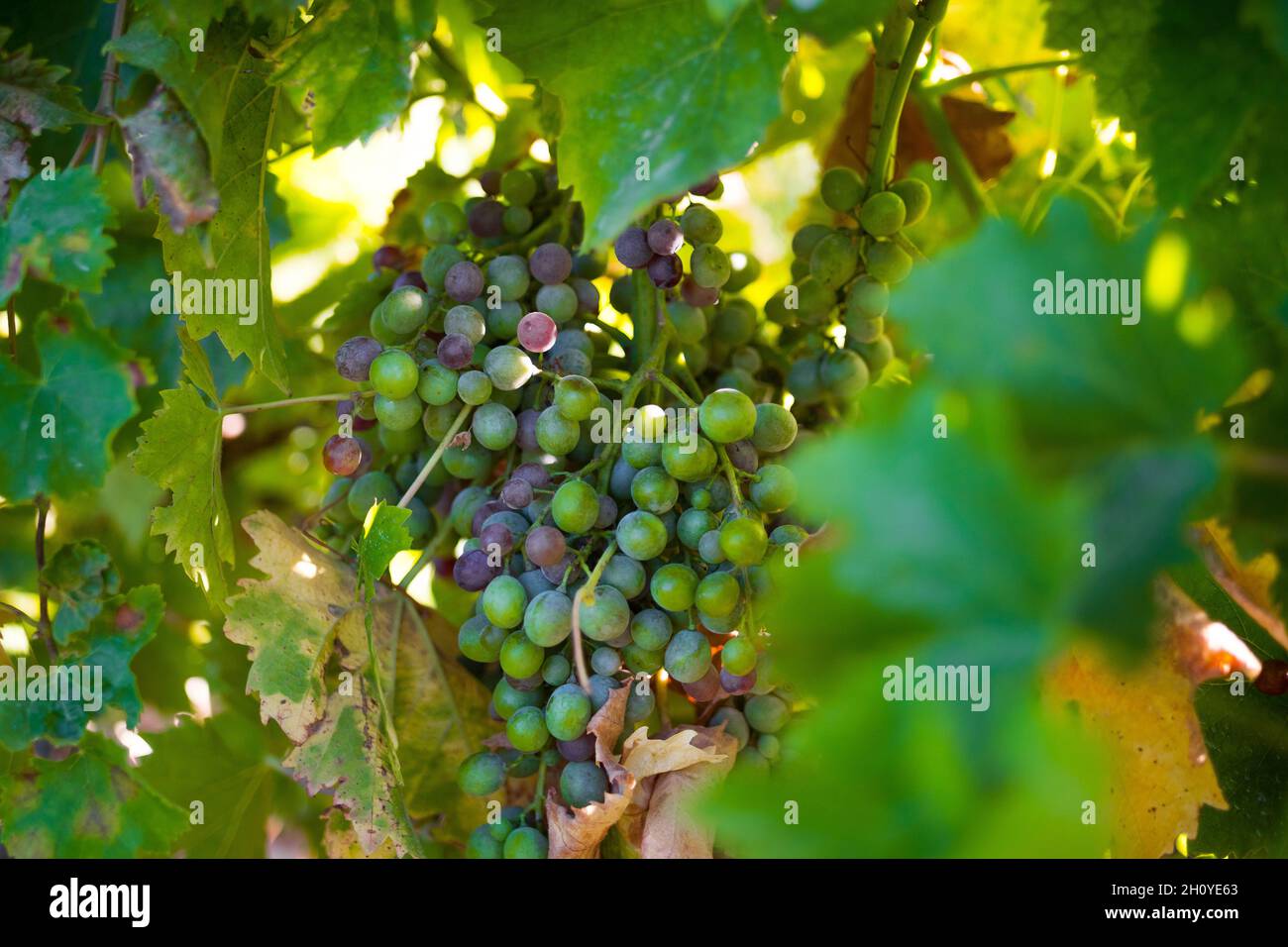 Grapes growing on branches hi-res stock photography and images - Alamy