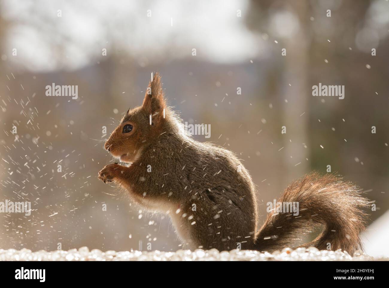 Wet red squirrel is standing in the rain hi-res stock photography and ...