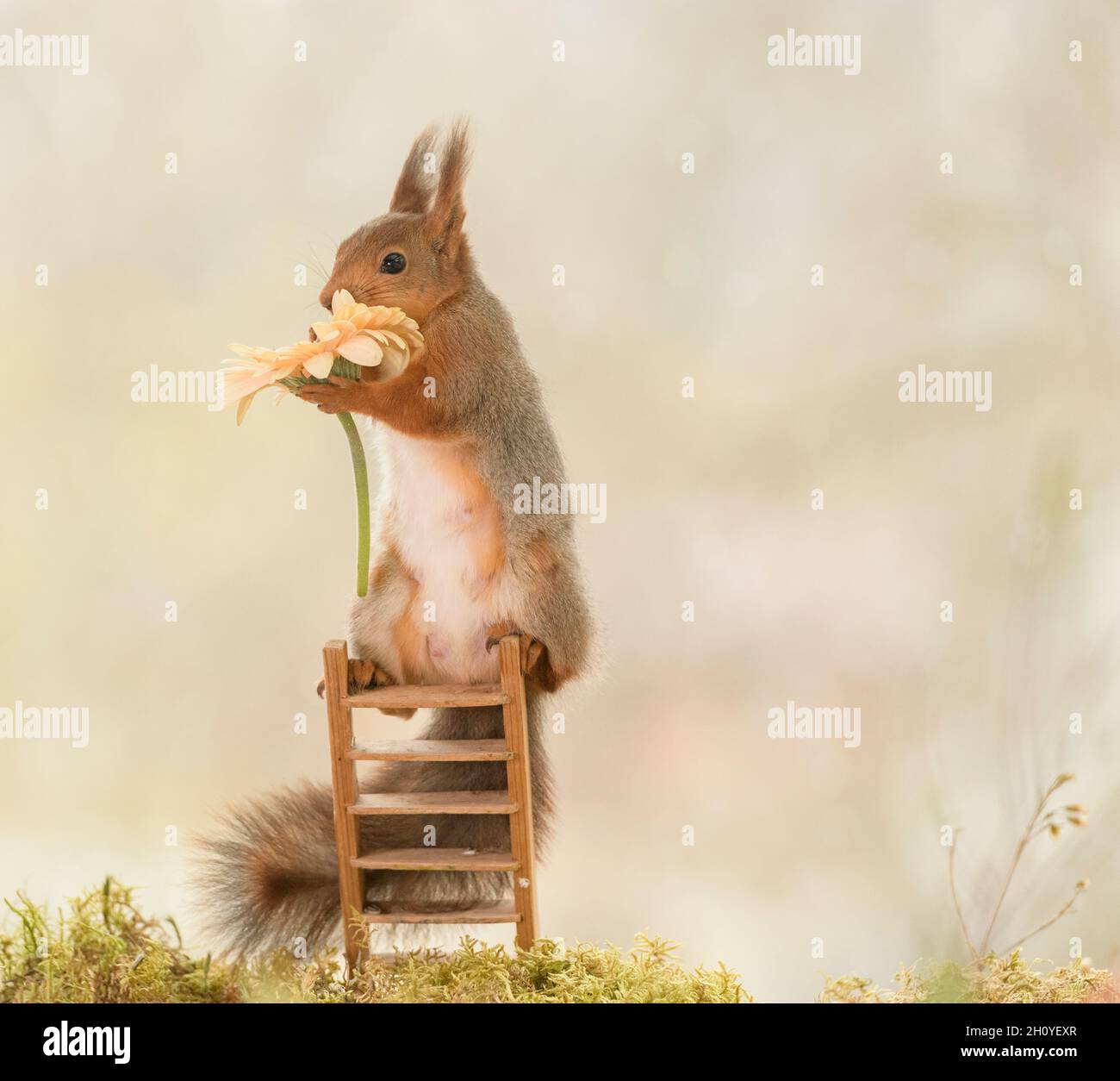 red squirrel is smelling a yellow daisy from stairs Stock Photo - Alamy
