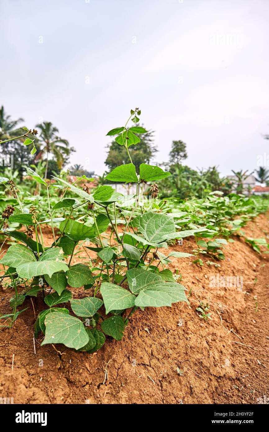 Jicama Plant Jicama Growing Information – Green Harvest