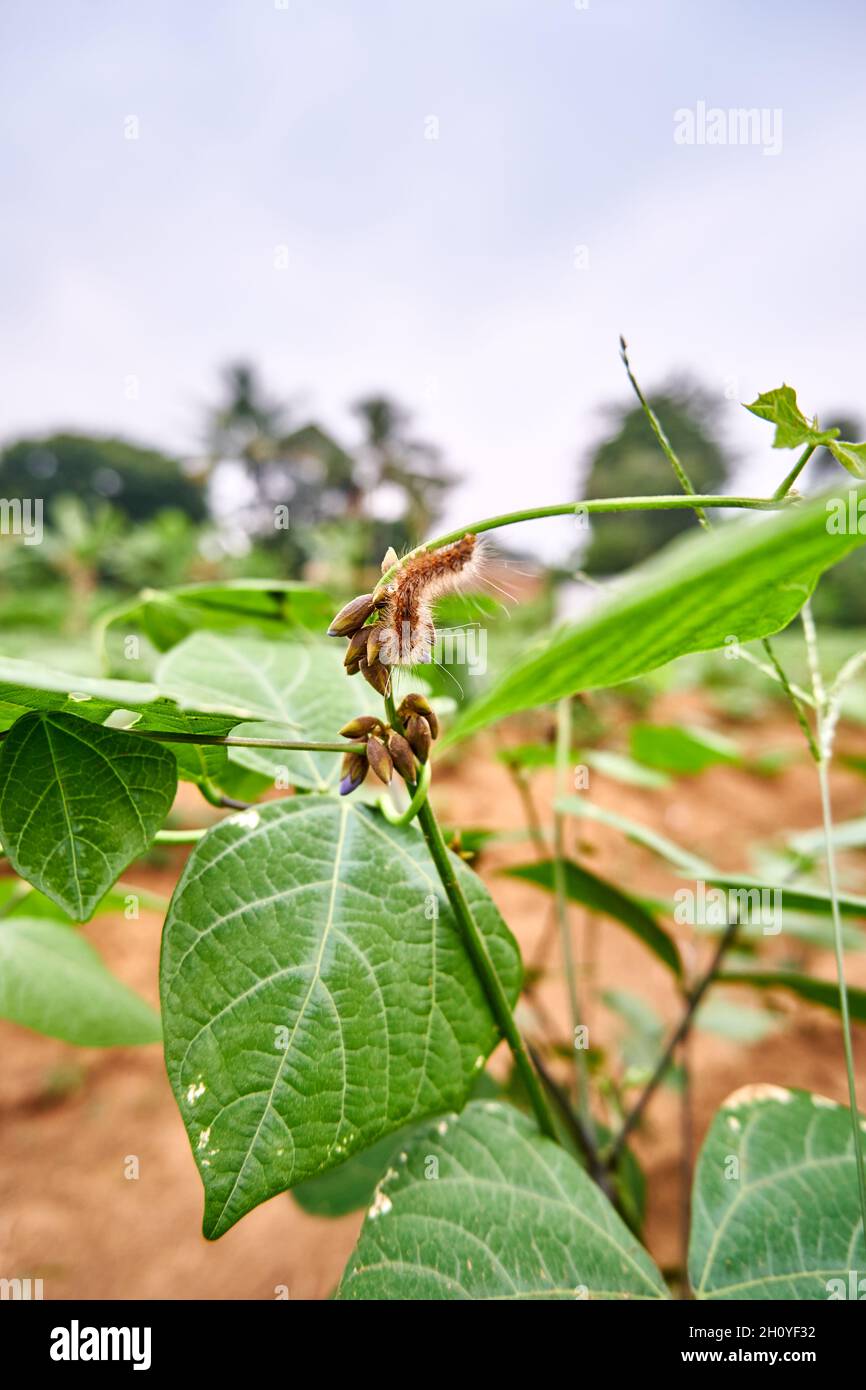 Jicama seed hi-res stock photography and images - Alamy