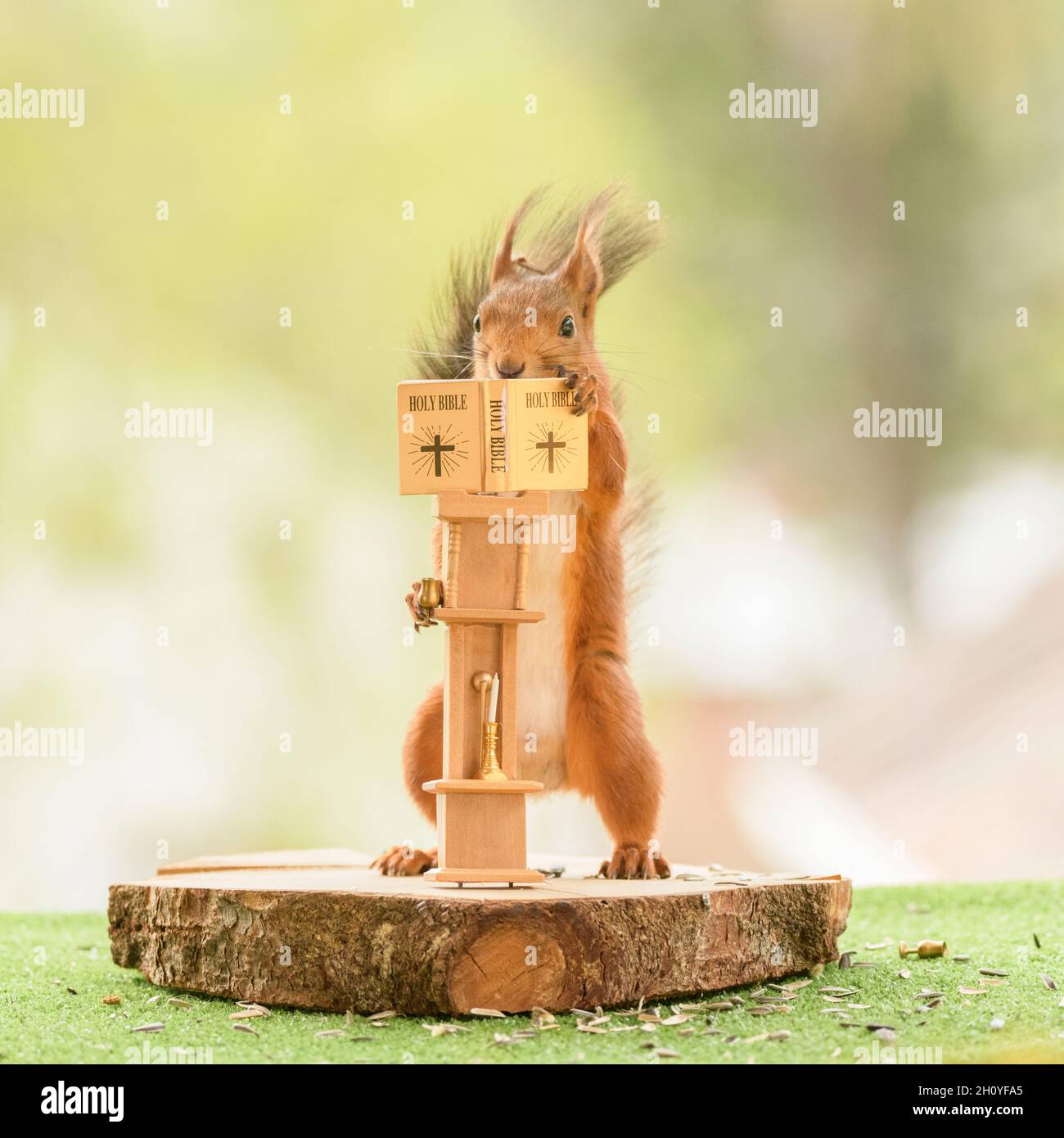 Red squirrel is reading a bible with cup in hands hi-res stock ...