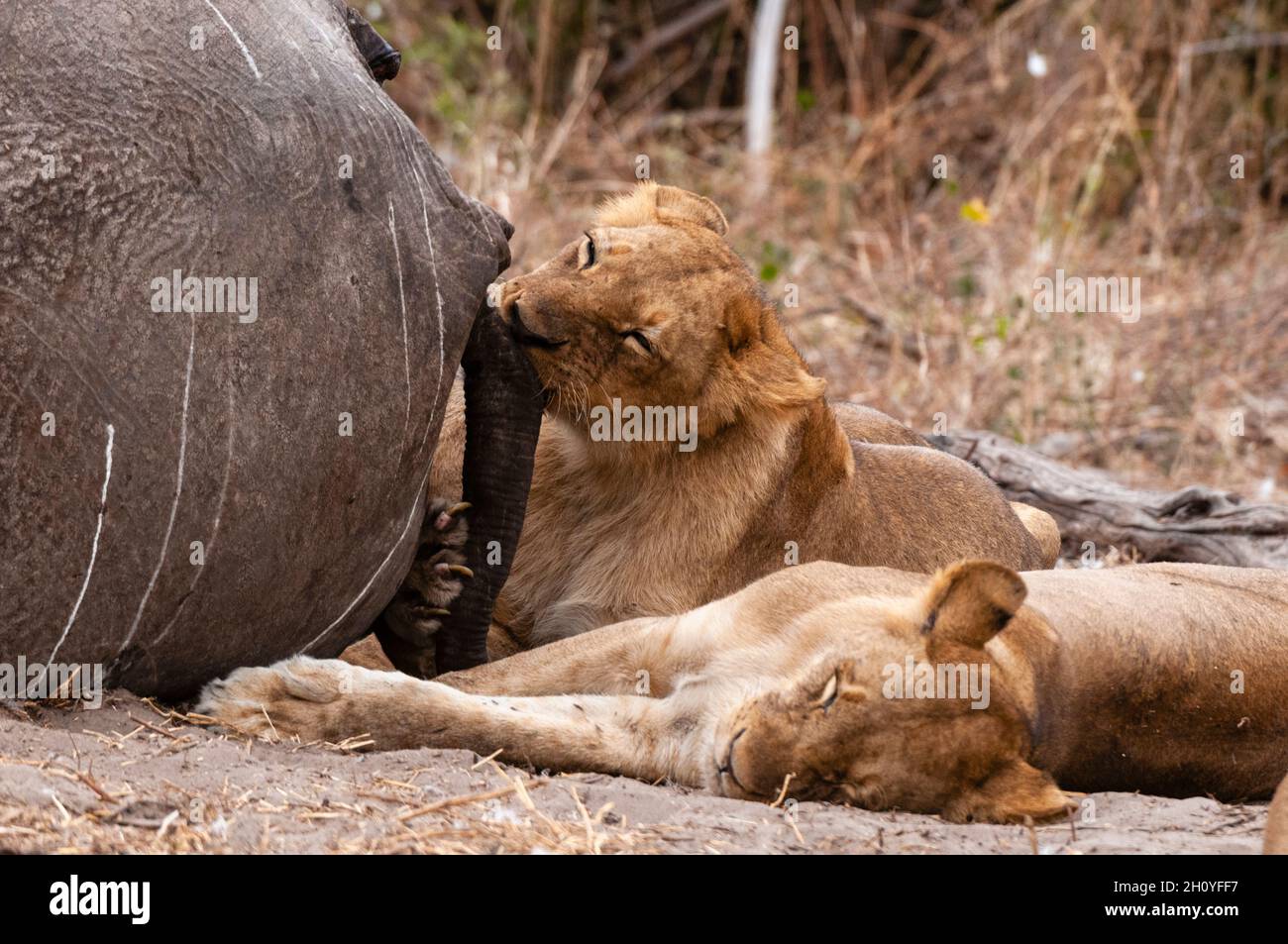 Lions, Panthera leo, eating an African elephant, and resting nearby ...