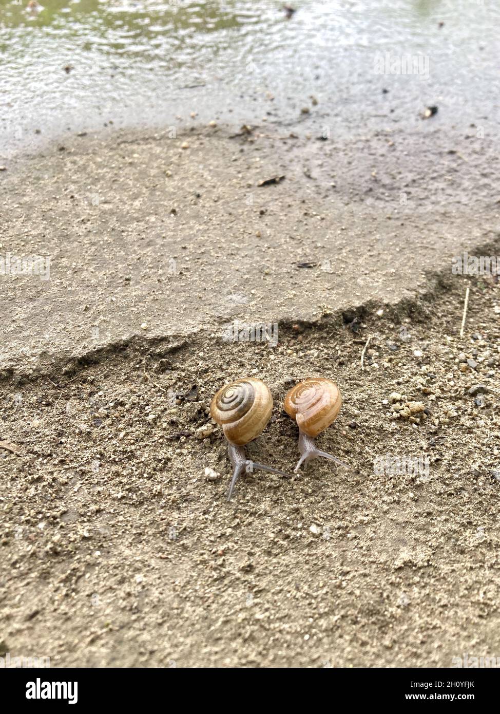 Vertical shot of Snails after the rain, Chiang Mai Thailand Stock Photo ...
