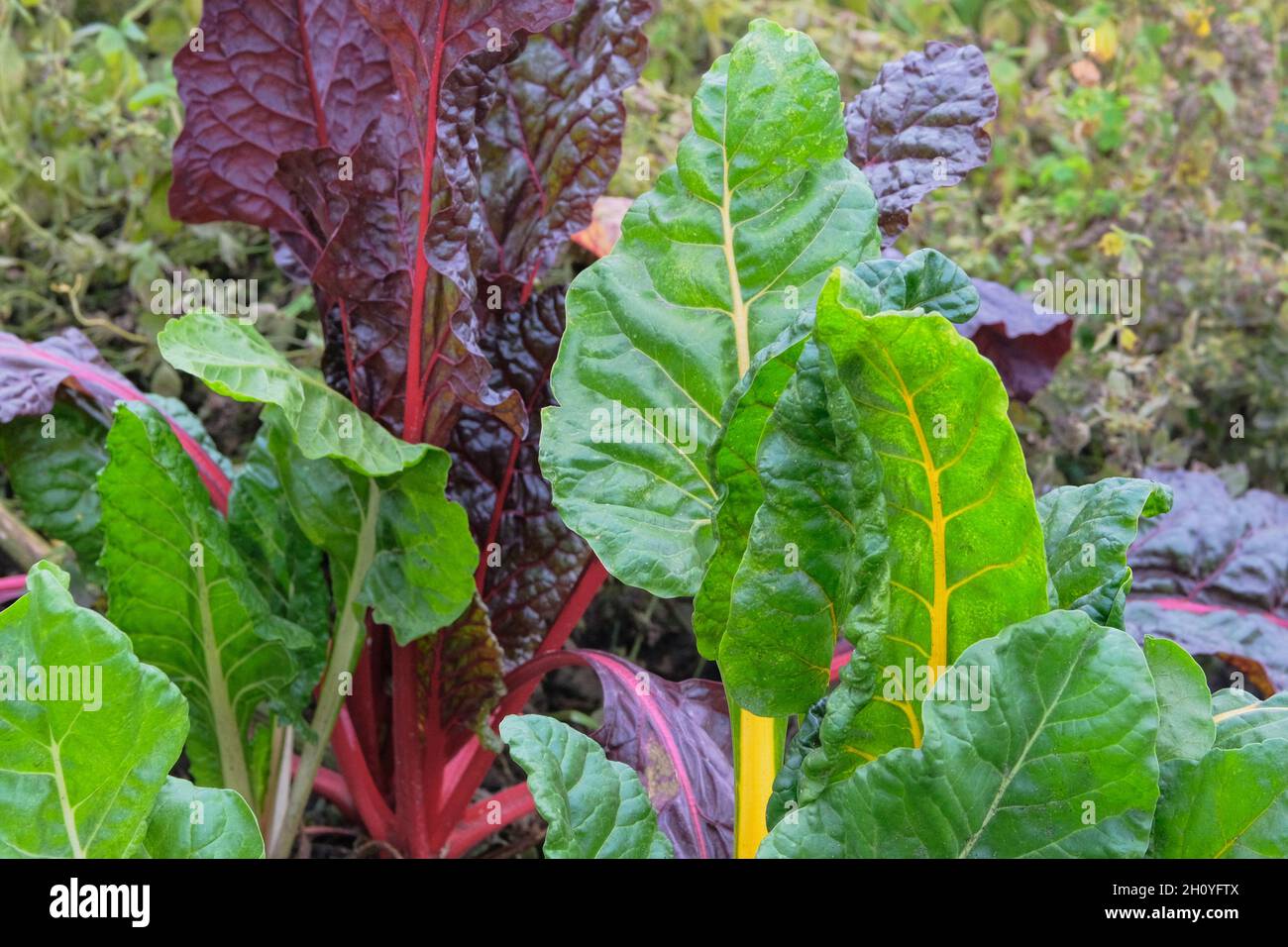 Beet growing in the vegetable garden. Leaf of beet in farming and ...